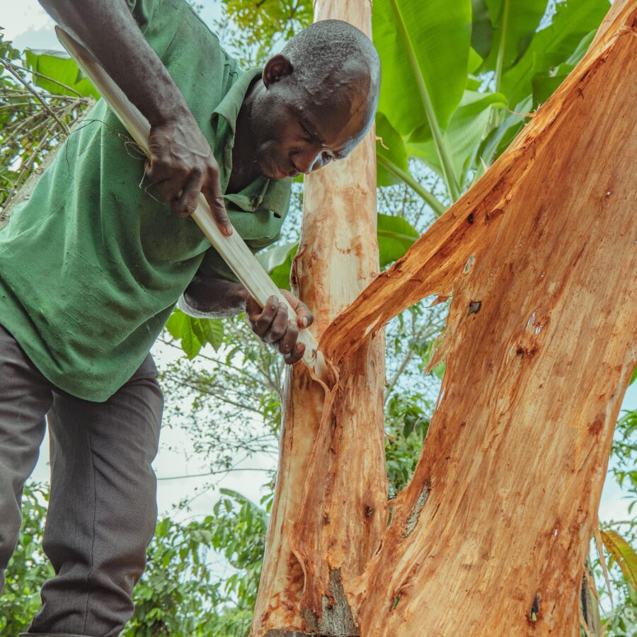 Weave a Real Peace - Continuing Textile Traditions: Barkcloth of Uganda